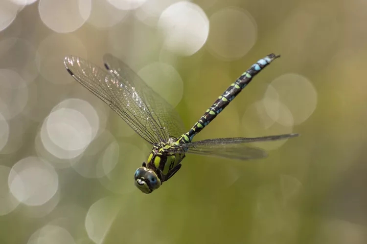 Dragonfly | Dragonflies Habitat & Life Cycle - Dragonfly Facts