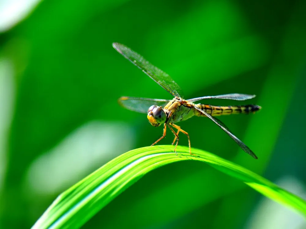 10 interesting facts about dragonflies - Dragonfly Facts