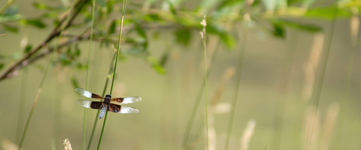 Dragonfly Facts: Behavior, Anatomy, and Interesting Information ...