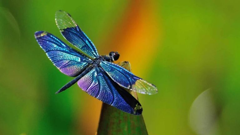 Dragonfly Facts & Species Guide: Meaning, Habitat, Life Cycle Explained