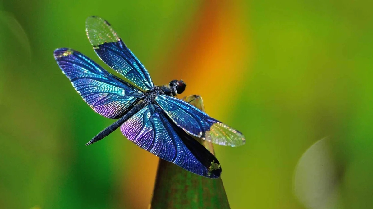 Dragonfly | Dragonflies Habitat & Life Cycle - Dragonfly Facts