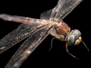 Dragonfly Facts - Dragonfly Facts
