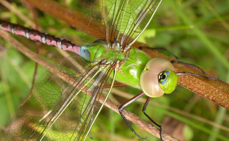dragonfly life cycle - Dragonfly Facts