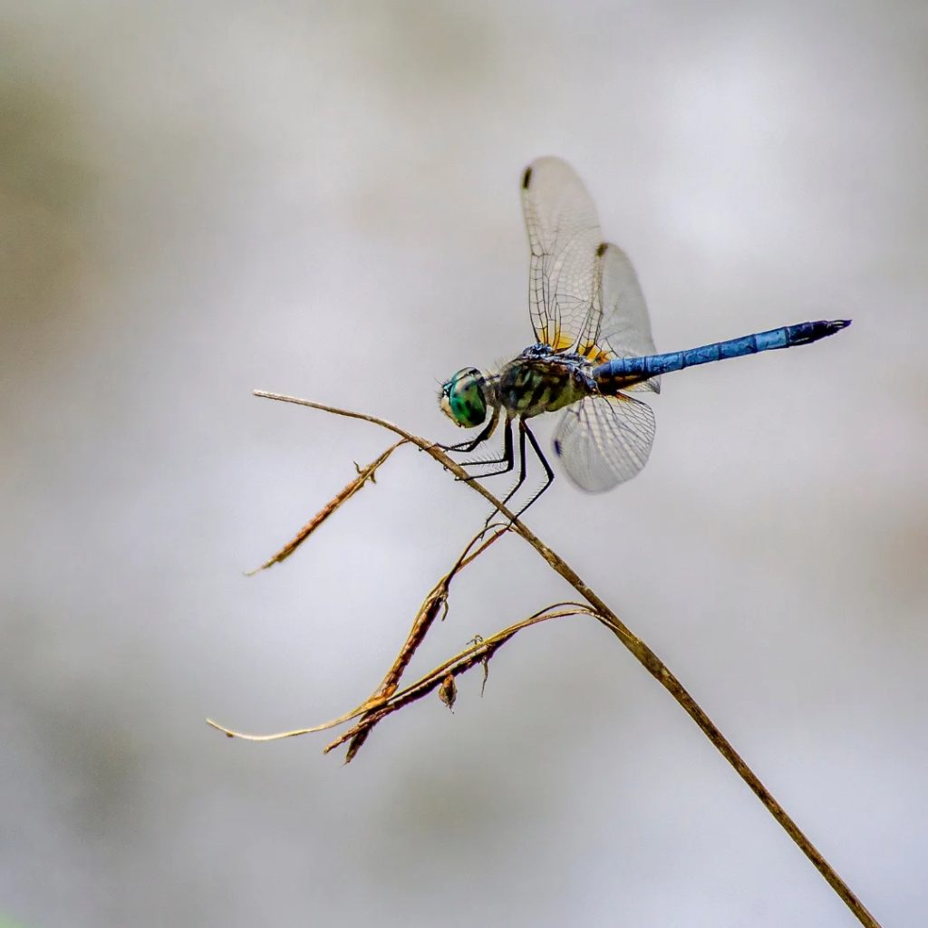 10 interesting facts about dragonflies - Dragonfly Facts