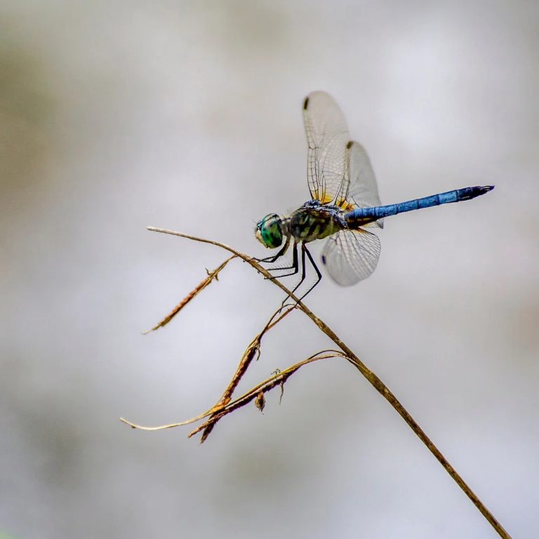 10 interesting facts about dragonflies - Dragonfly Facts