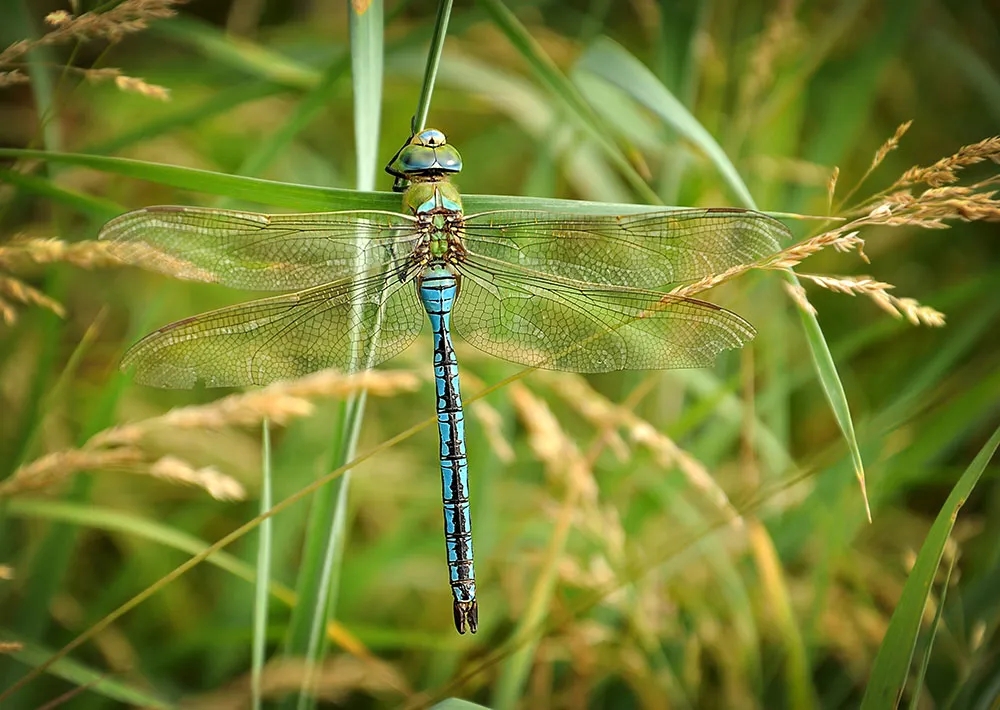 10 interesting facts about dragonflies - Dragonfly Facts