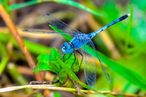 Are there any legends and myths about Dragonflies? - Dragonfly Facts