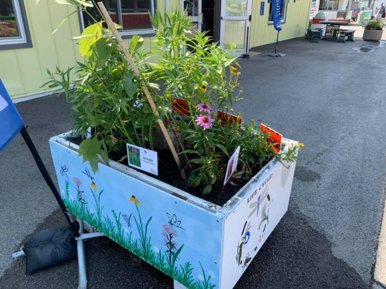 how to build a dragonfly pond - Dragonfly Facts