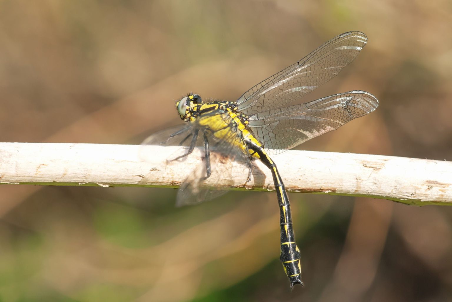 Common clubtail: Gomphus vulgatissimus - Dragonfly Facts