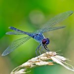 do dragonflies bite | What happens if a dragonfly bites you ...