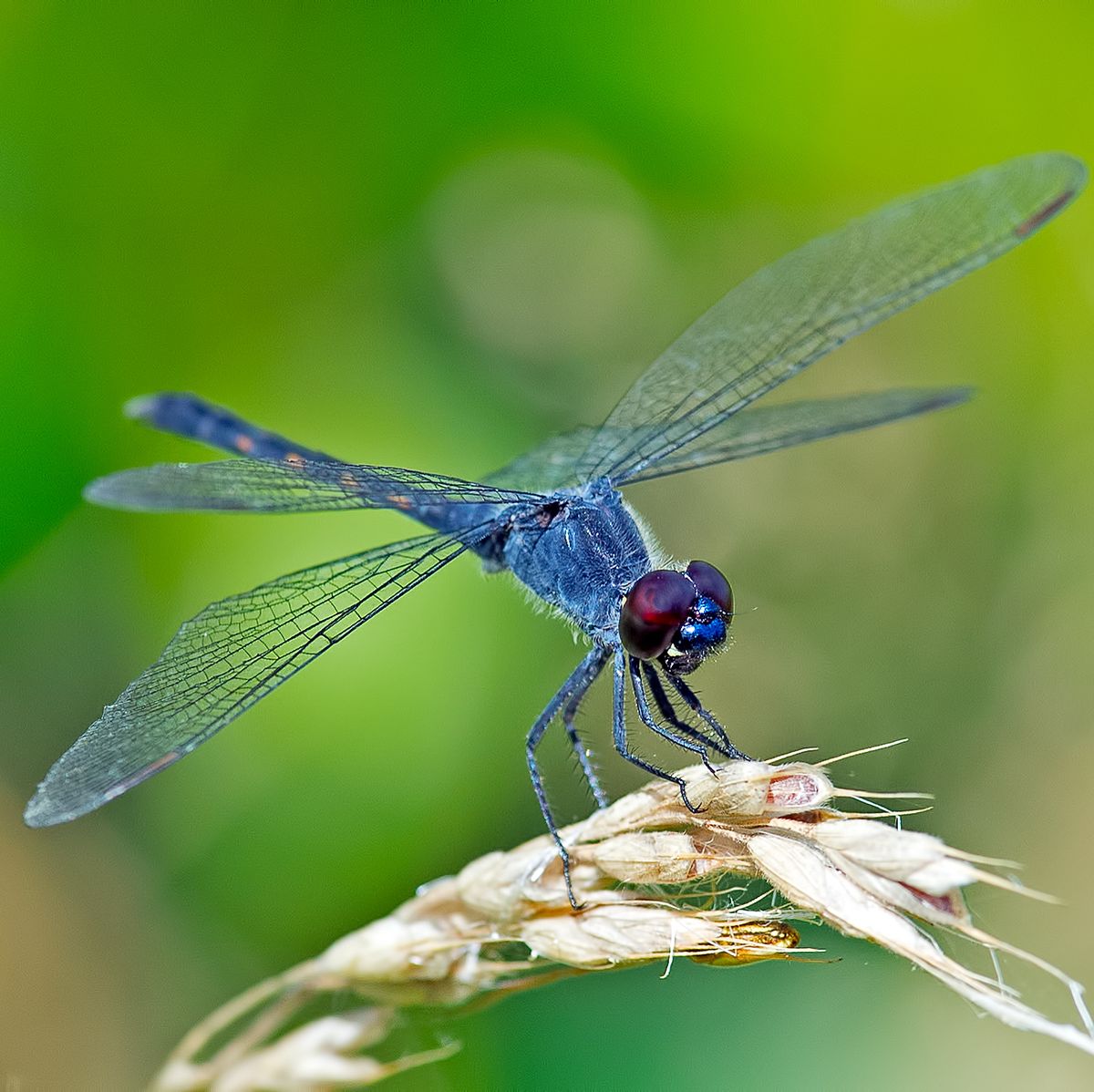 do dragonflies bite | What happens if a dragonfly bites you ...