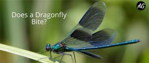 do dragonflies bite | What happens if a dragonfly bites you ...