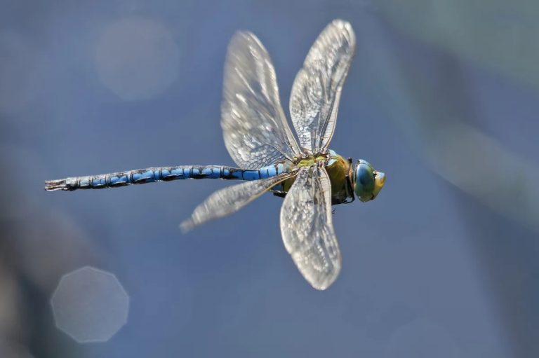 Do Dragonflies Bite or Sting? - Dragonfly Facts