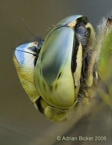 Do Dragonflies have antennae (feelers)? - Dragonfly Facts