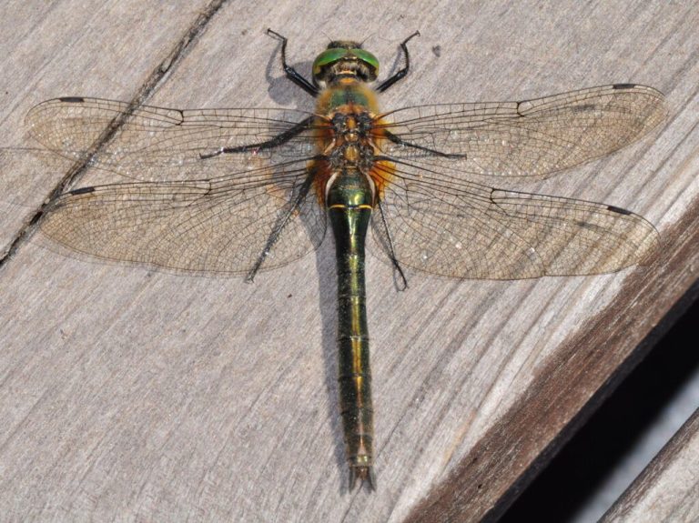 How long do Dragonflies live - Dragonfly Facts