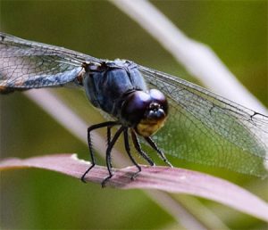 What is difference between dragonflies and damselflies? - Dragonfly Facts