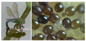dragonfly larvae - Dragonfly Facts