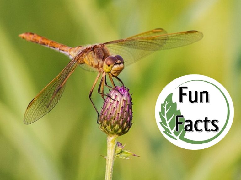Dragonfly Facts - Dragonfly Facts