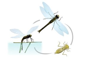 dragonfly larvae - Dragonfly Facts