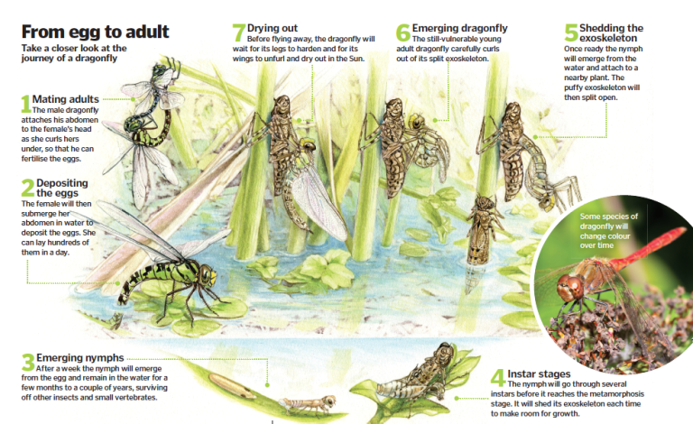 dragonfly larvae - Dragonfly Facts