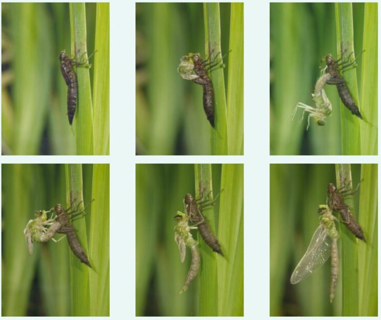 dragonfly larvae - Dragonfly Facts