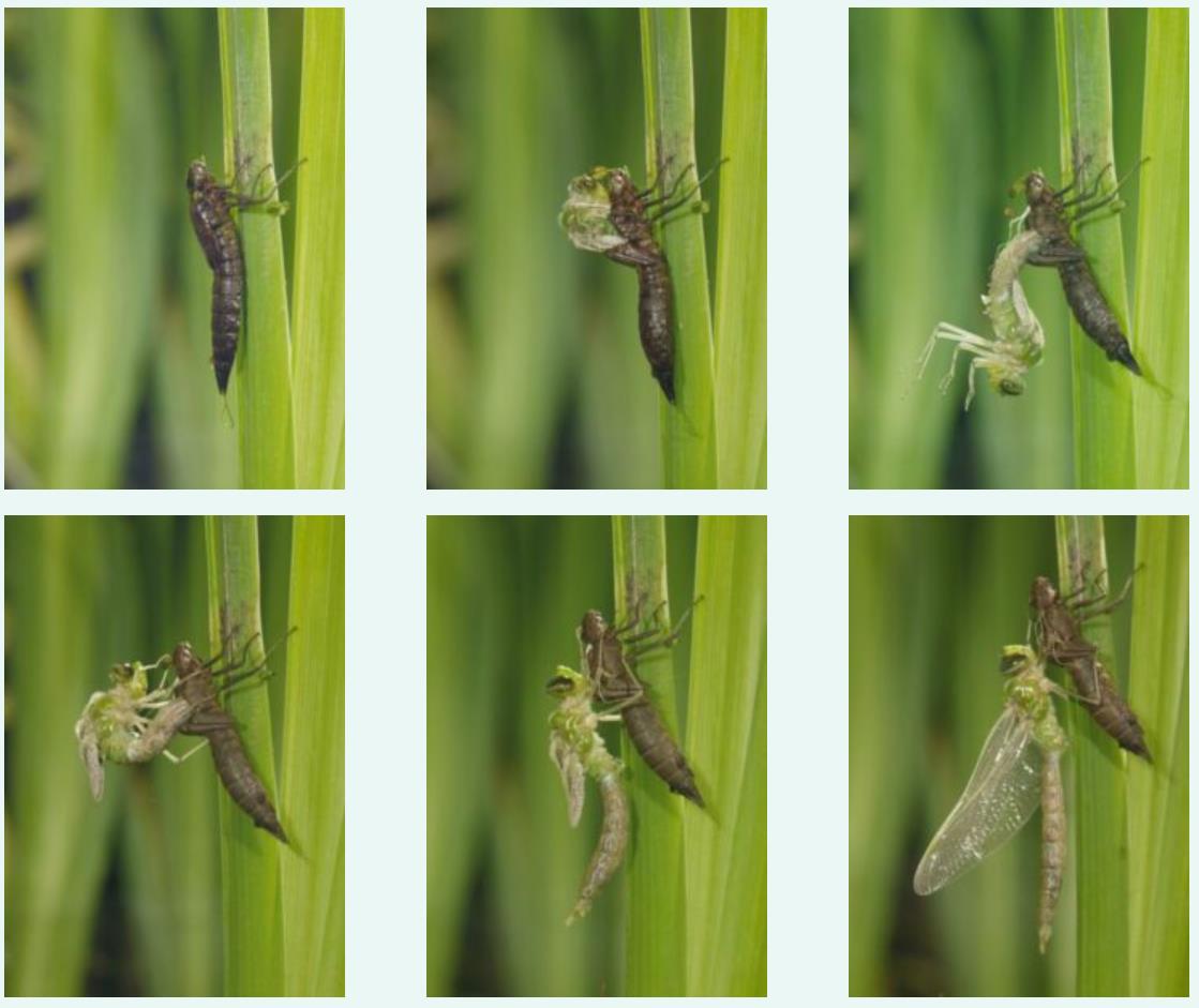 dragonfly larvae - Dragonfly Facts