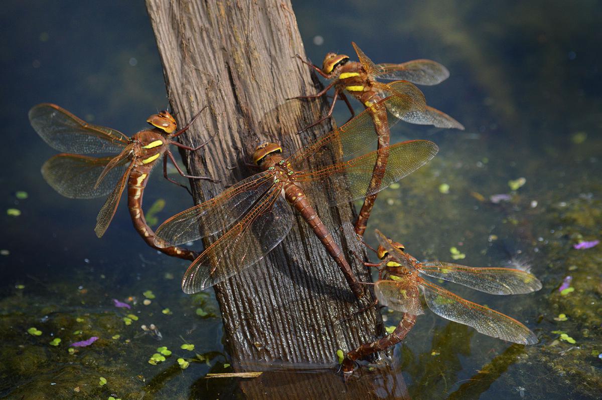 dragonfly larvae - Dragonfly Facts