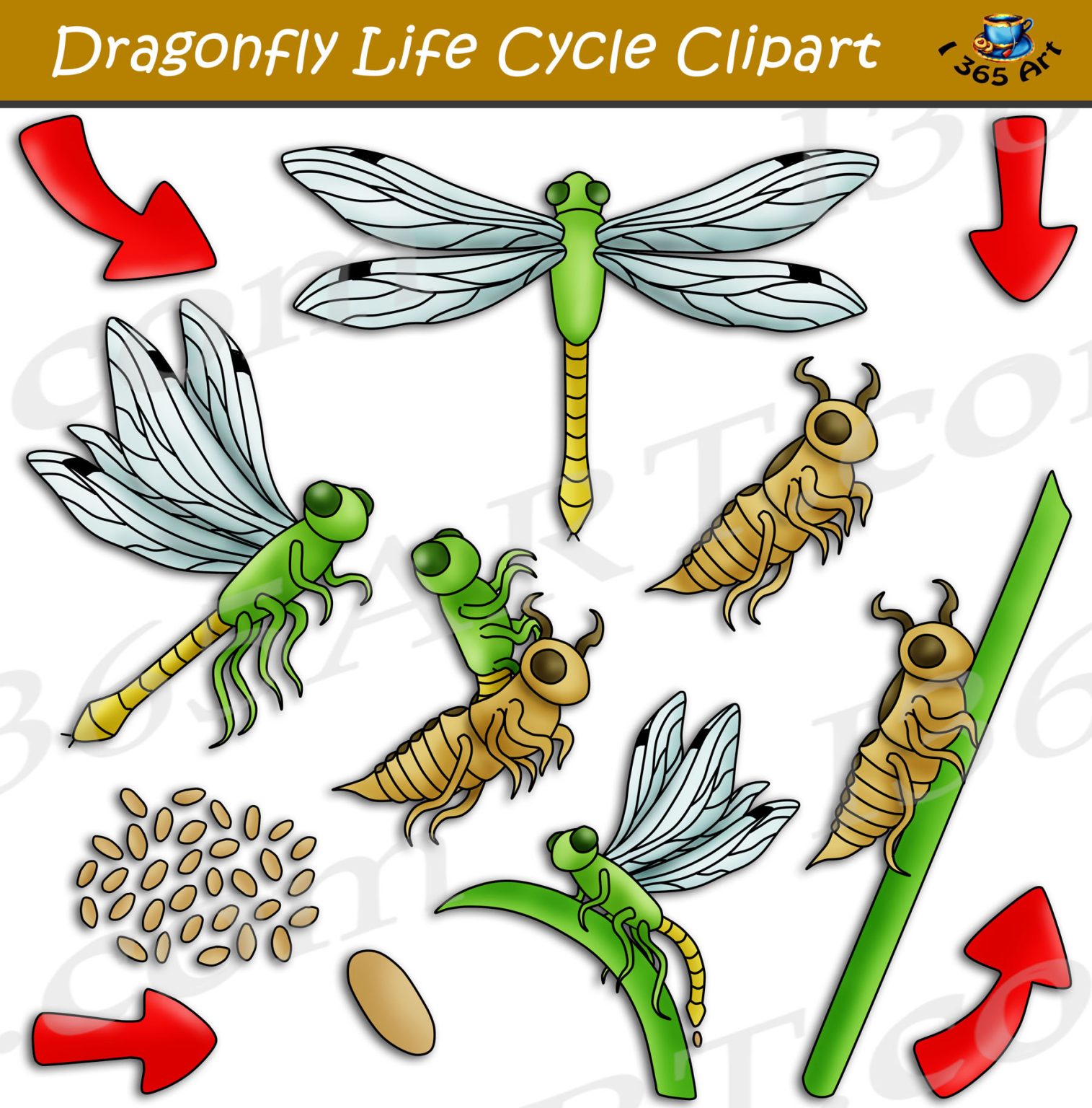 dragonfly life cycle - Dragonfly Facts