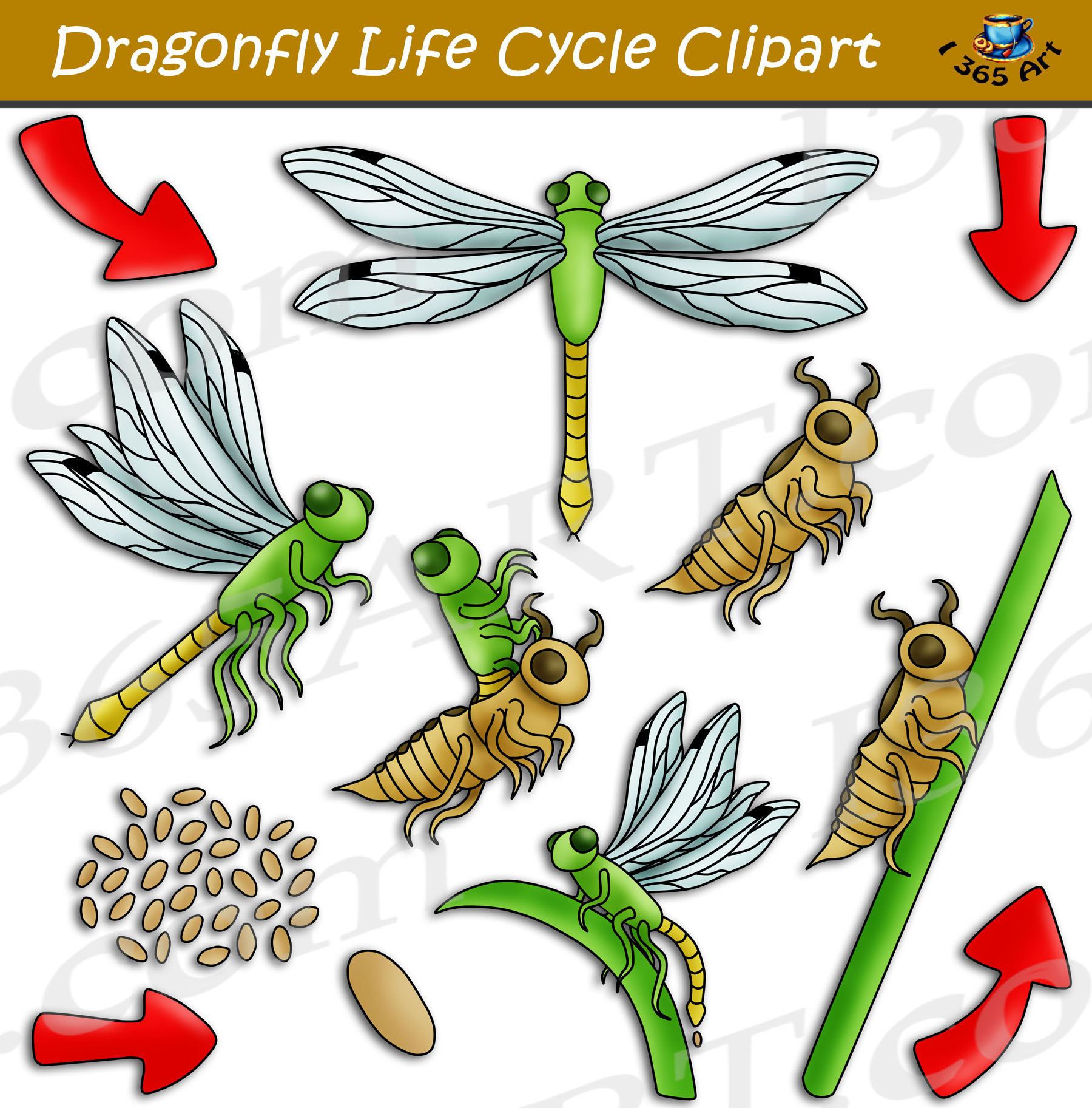 dragonfly life cycle - Dragonfly Facts