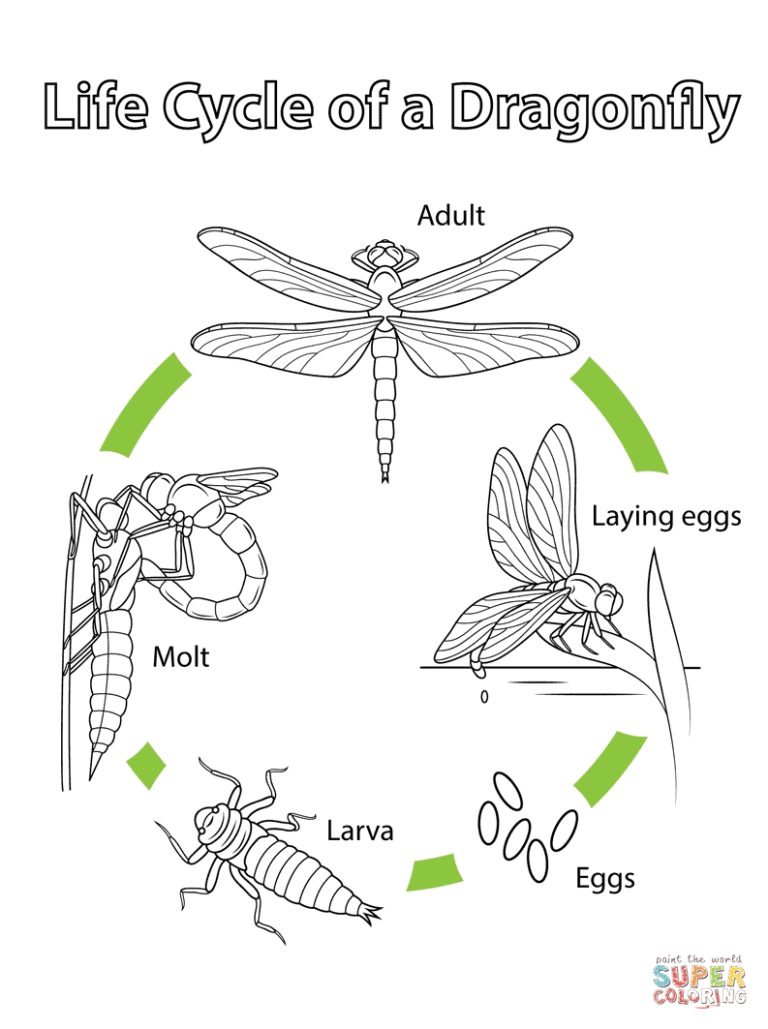 dragonfly life cycle - Dragonfly Facts