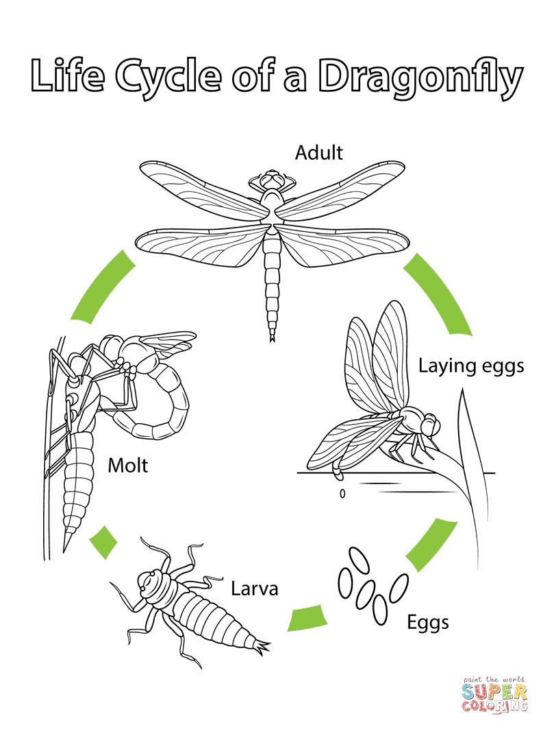 dragonfly life cycle - Dragonfly Facts