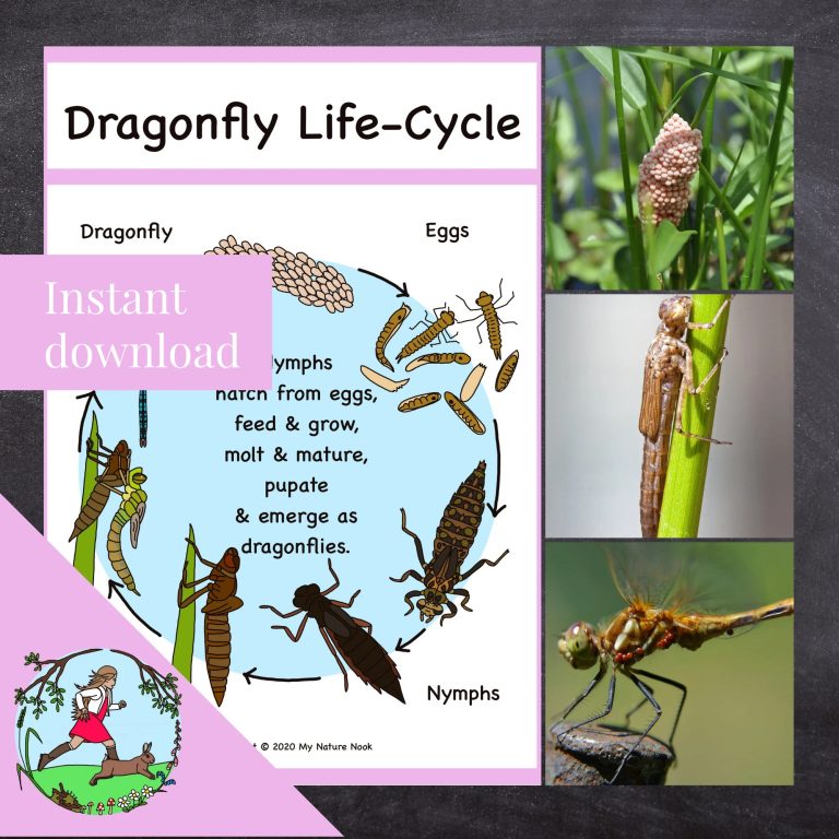 Dragonfly Life Cycle Explained: From Egg to Adult Dragonfly