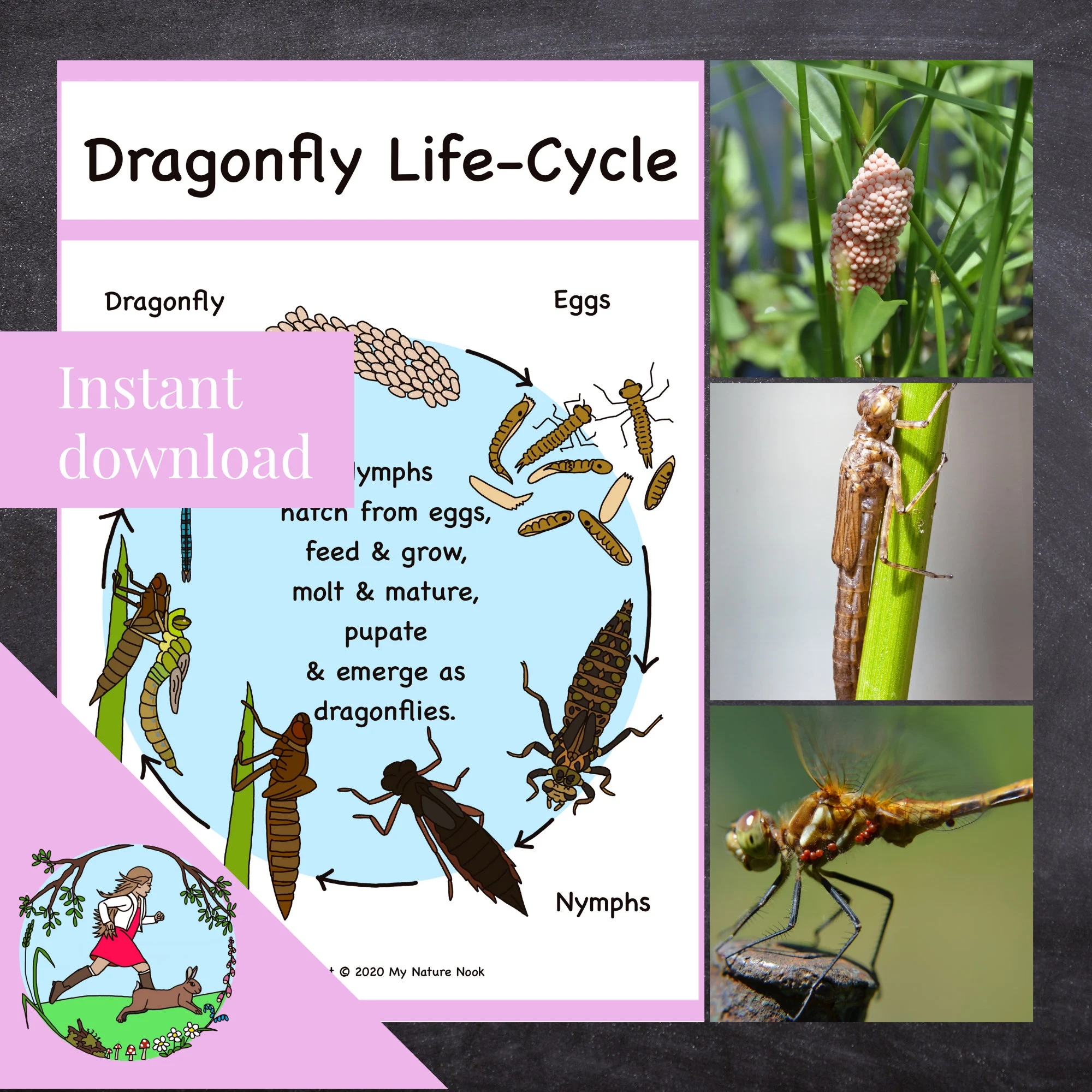 dragonfly life cycle - Dragonfly Facts