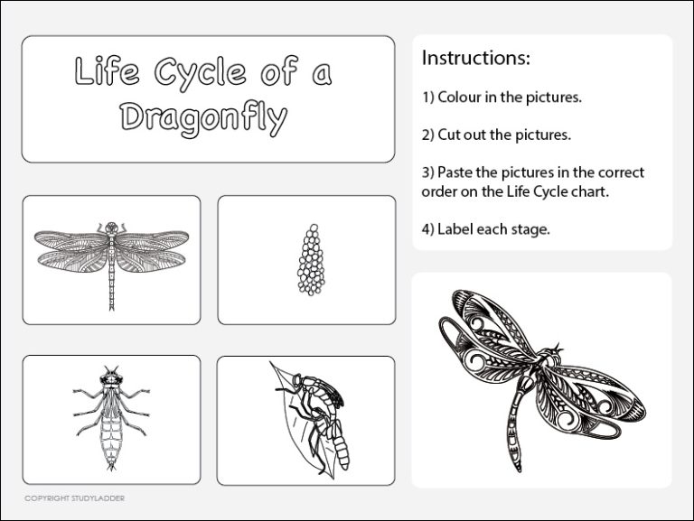 dragonfly life cycle - Dragonfly Facts