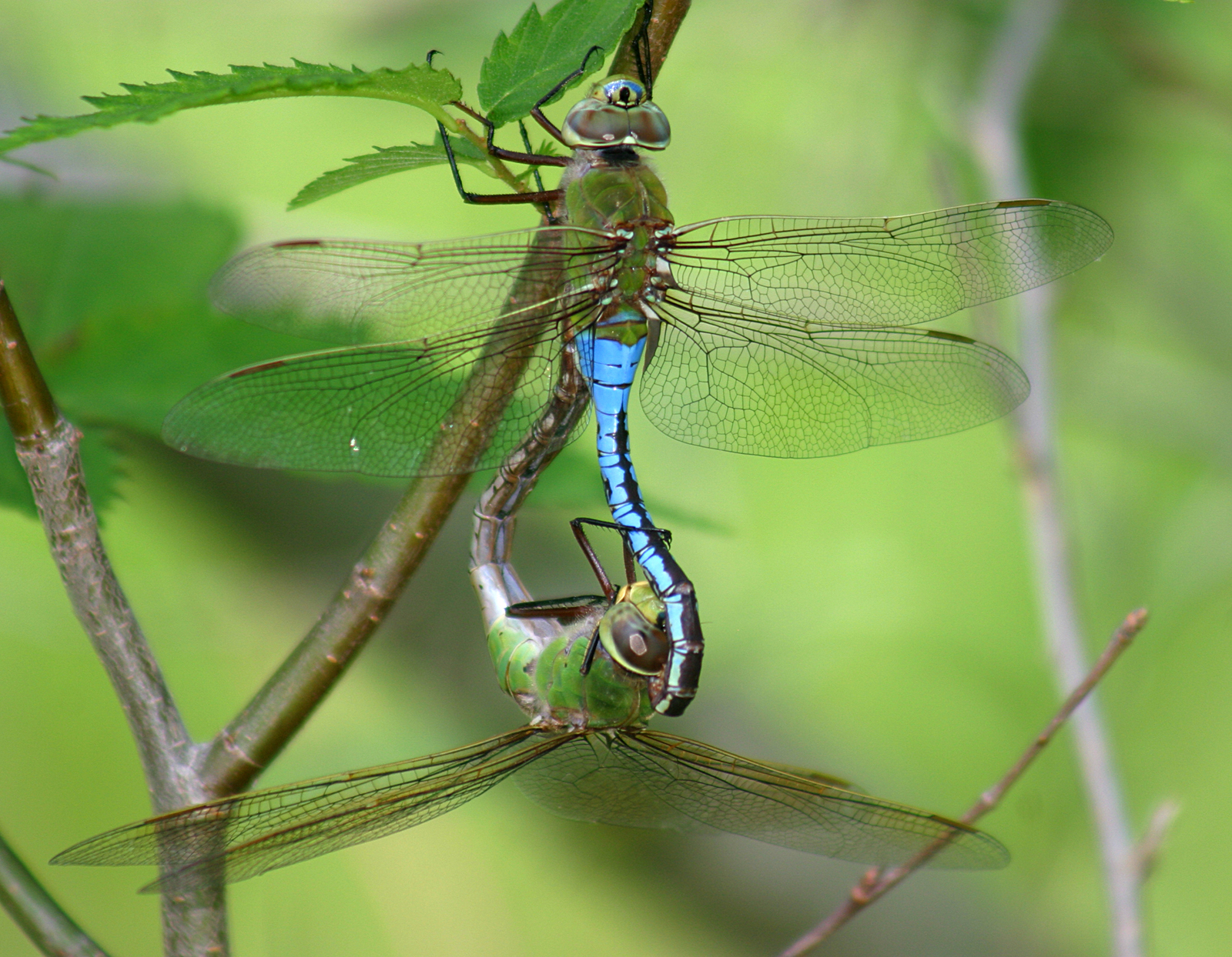 Dragonfly Mating:HOW DO DRAGONFLIES MATE? - Dragonfly Facts
