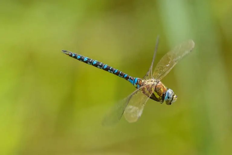 How do dragonfly wings work? - Dragonfly Facts