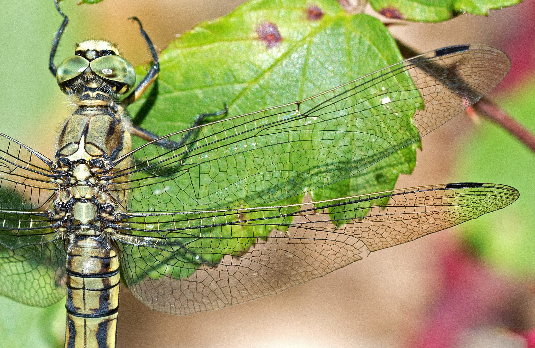 How do dragonfly wings work? - Dragonfly Facts