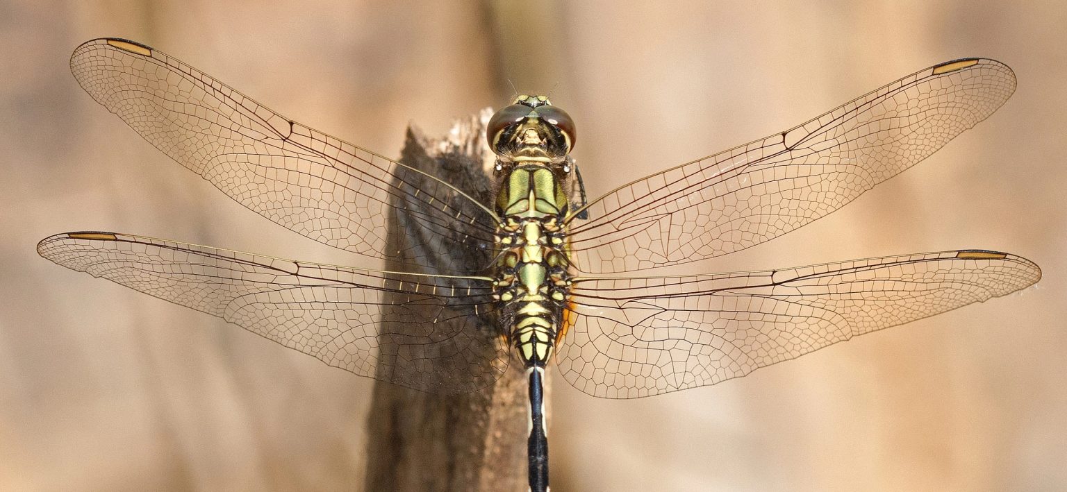 How do dragonfly wings work? - Dragonfly Facts