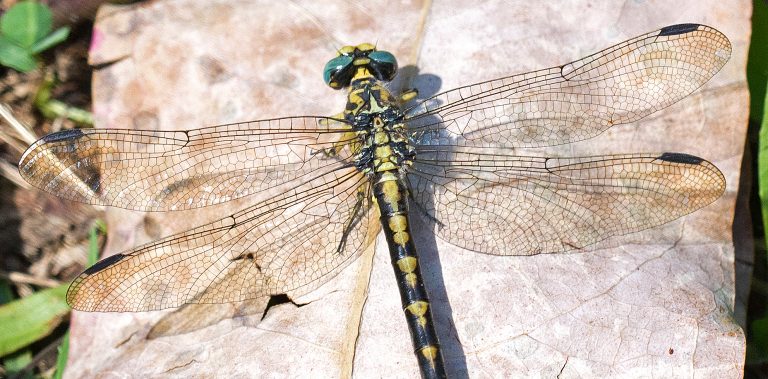 How do dragonfly wings work? - Dragonfly Facts