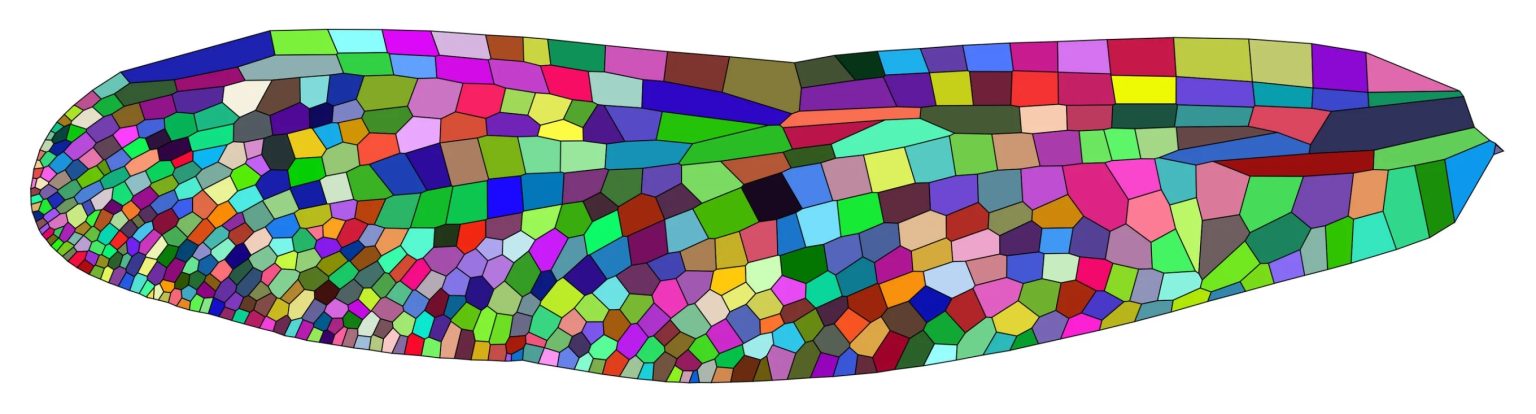 How do dragonfly wings work? - Dragonfly Facts