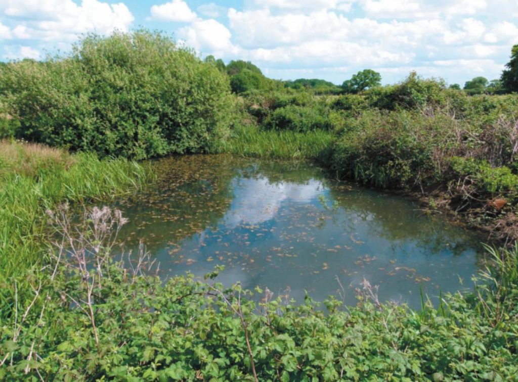 how to build a dragonfly pond - Dragonfly Facts