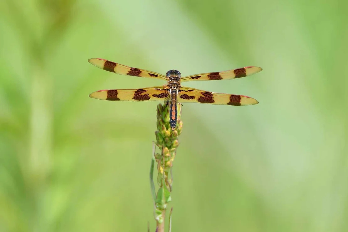 how fast can a dragonfly fly? - Dragonfly Facts