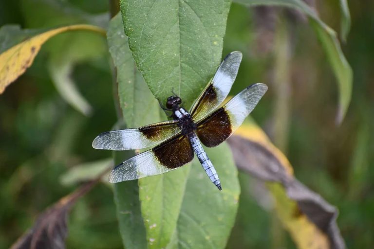 Speed of a Dragonfly | How fast do they fly? - Dragonfly Facts
