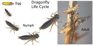 How long do Dragonflies live - Dragonfly Facts