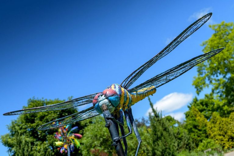 how long does a dragonfly live - Dragonfly Facts