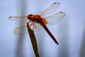 Speed of a Dragonfly | How fast do they fly? - Dragonfly Facts