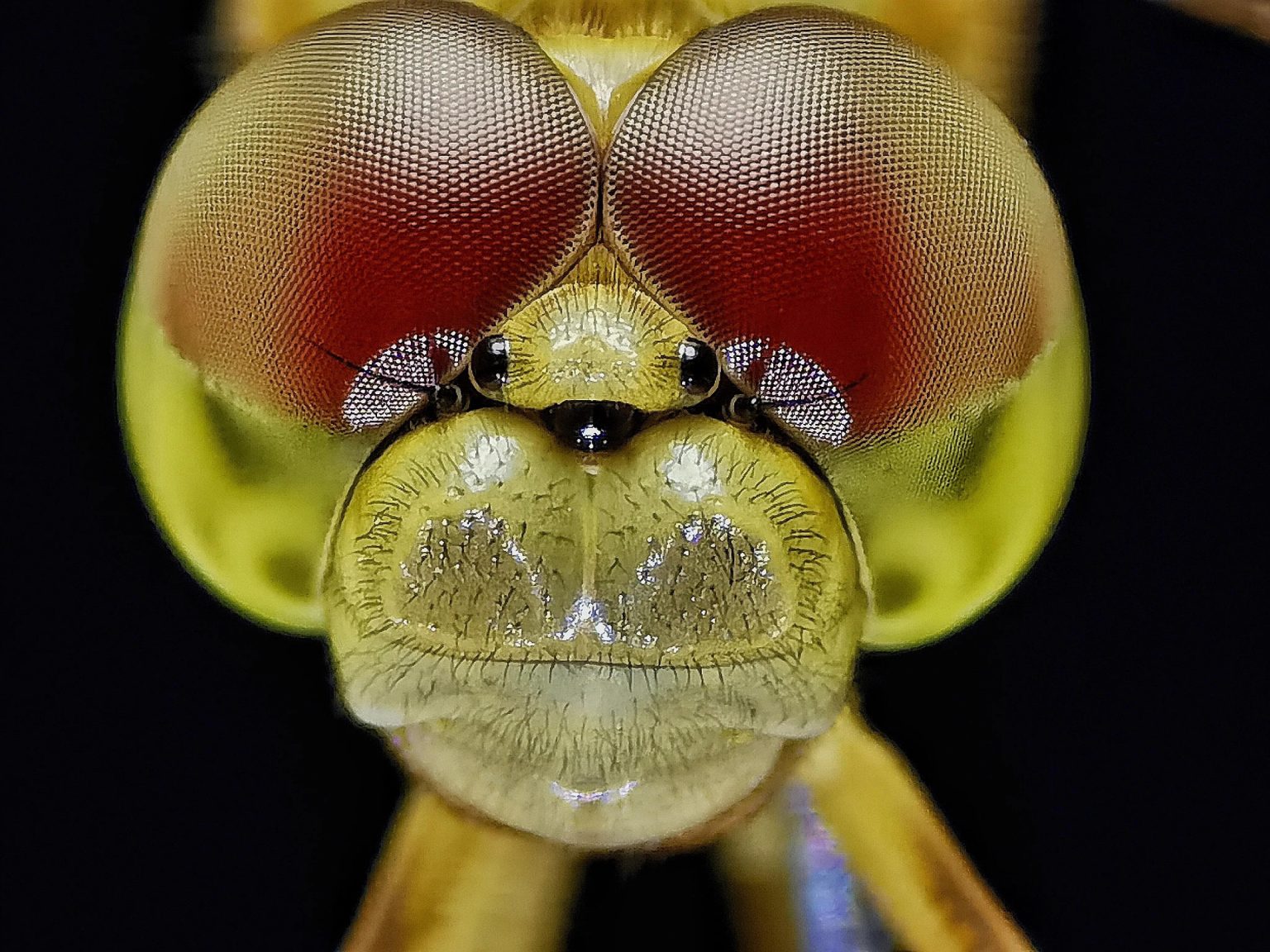how many eyes does a dragonfly have - Dragonfly Facts