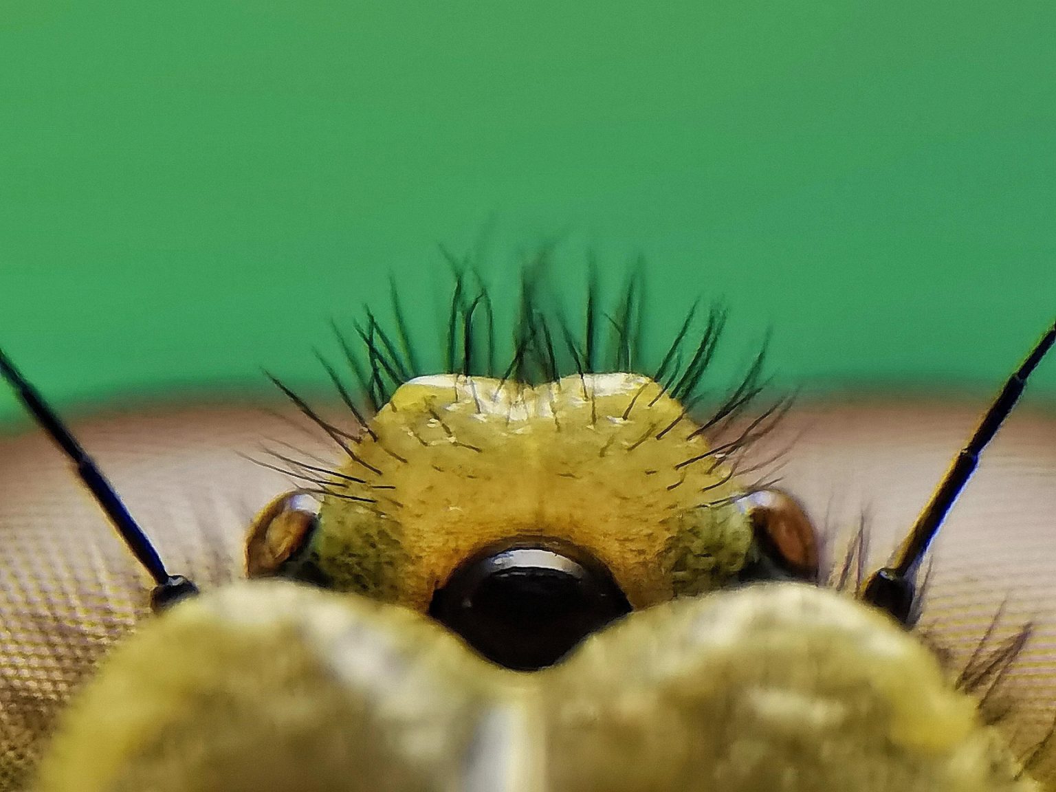 how many eyes does a dragonfly have - Dragonfly Facts