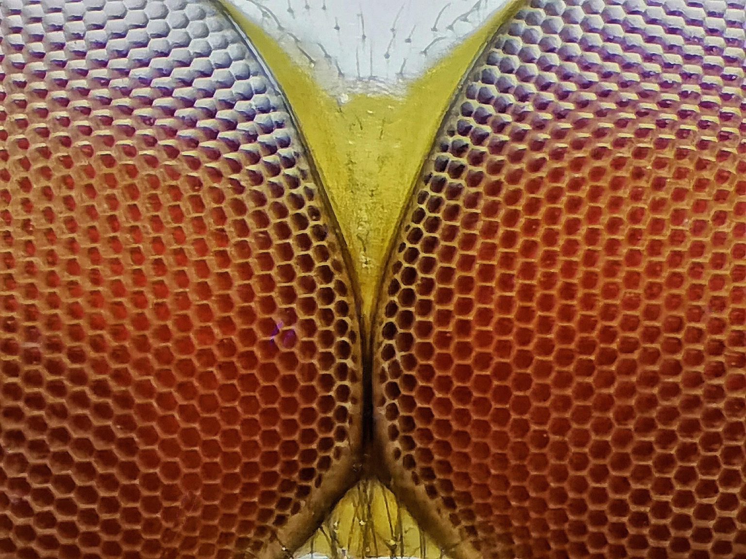 how many eyes does a dragonfly have - Dragonfly Facts