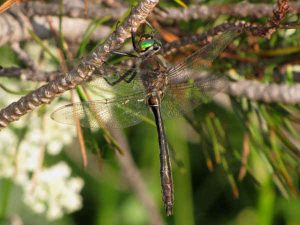 How many varieties of dragonflies are there? - Dragonfly Facts